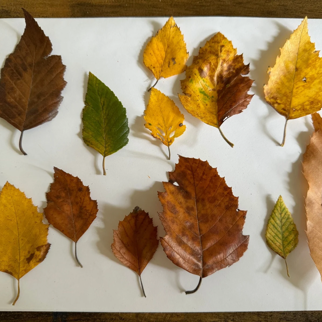 Leaf Rubbing Fall Activity - Fuller Life Blog